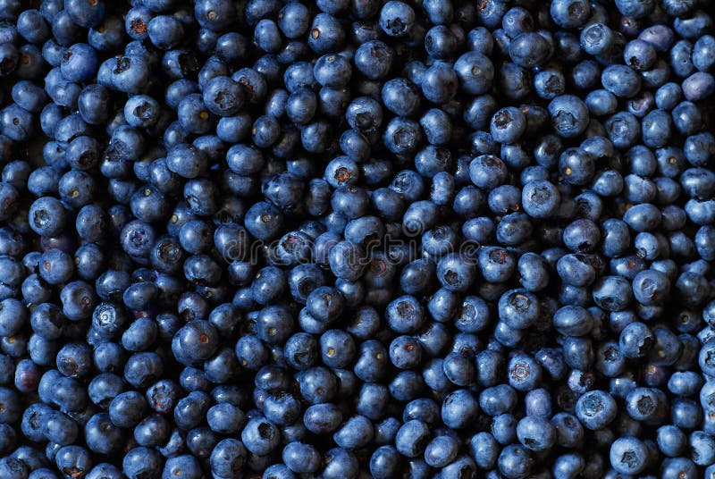 Rotten Food : Mouldy Blueberry Fruit Stock Photo - Image of bacteria ...