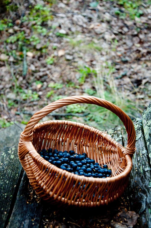 Blueberry stock photo. Image of berries, garden, blueberry - 77085034