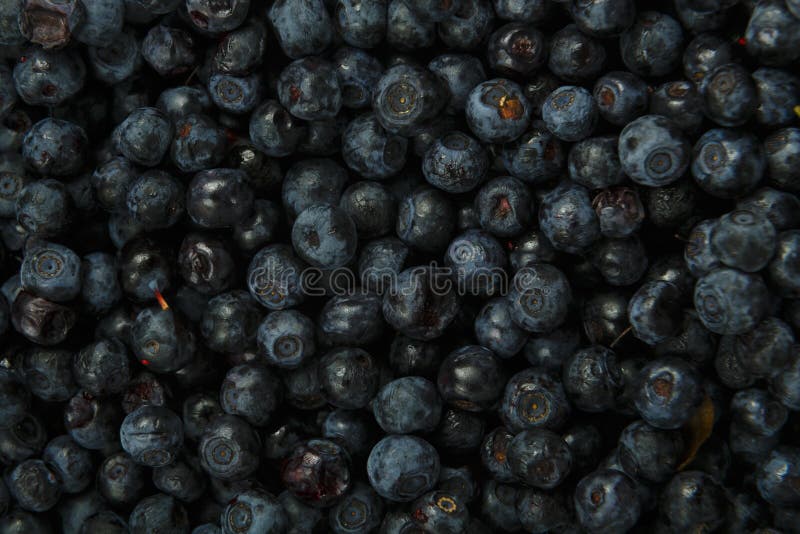 Blueberry Berries Scattered on a Smooth Turn. Stock Image - Image of ...