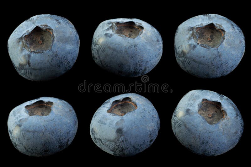 Blueberry Berry Closeup Collection Stock Photo - Image of huckleberry ...