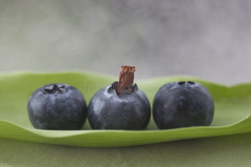 Blueberry Berry Dark Blue on a Green Leaf Stock Photo - Image of blue ...