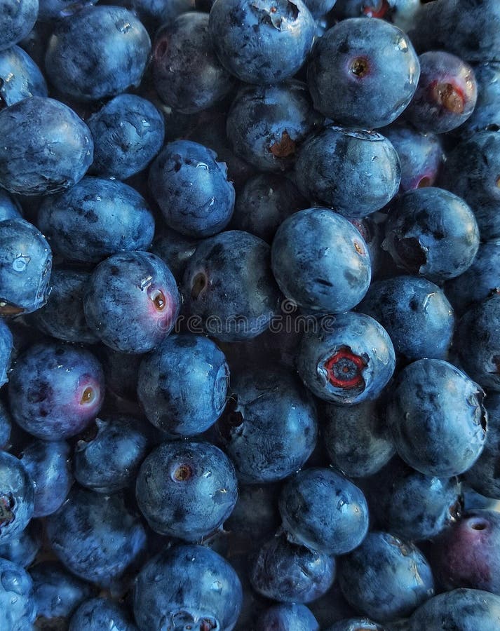 Blueberry Big Plan. a Lot of Beries. Stock Photo - Image of tropical, blue: 270590550
