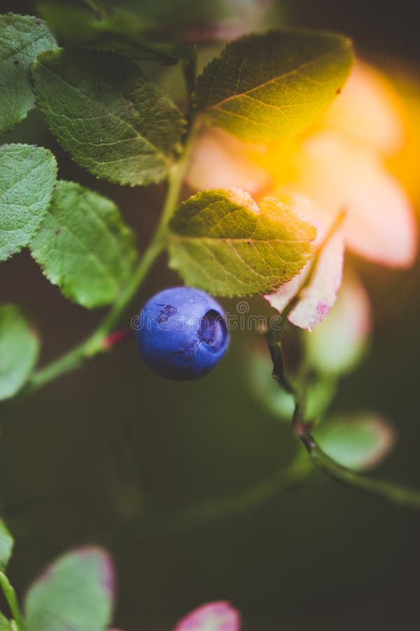 Blueberry stock photo. Image of summertime, nemicro - 156229854