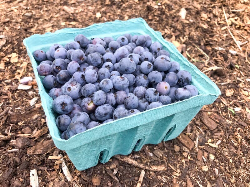 Blueberry in box stock photo. Image of blueberry, closeup - 10819952