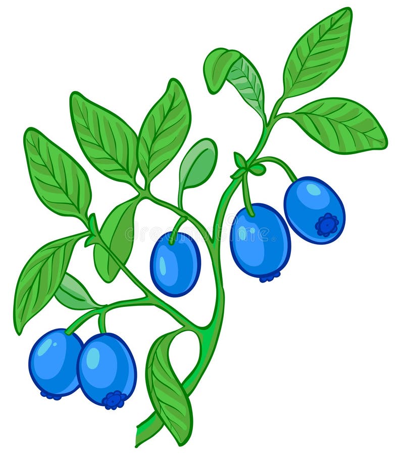 Blueberry Branch with Leaves and Berries. Watercolor Stock Vector ...