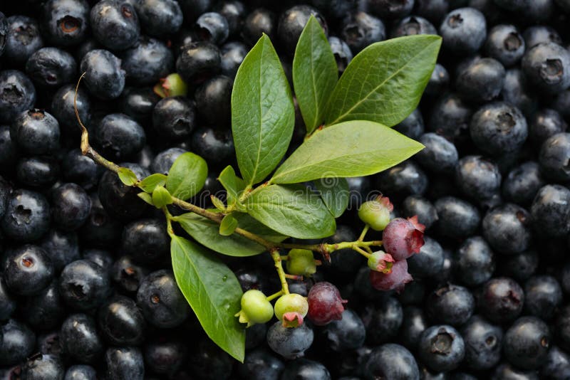 Blueberry branch stock image. Image of branch, harvest - 16244049