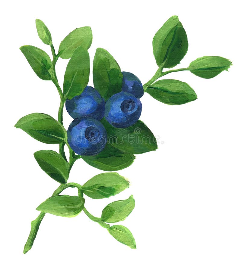 Blueberry Branch in Acrylic Stock Photo - Image of fresh, bush: 202392934