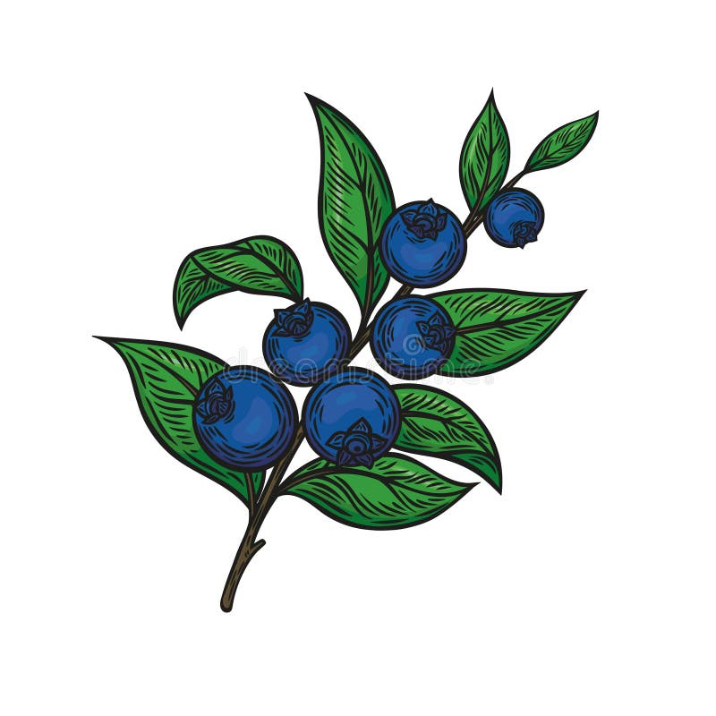 Blueberry on a Branch in Line Drawing Style Stock Illustration ...