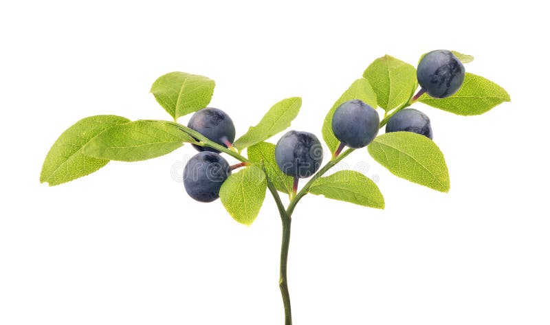 Blueberry Branch with Six Berries Stock Image - Image of macro, stem ...