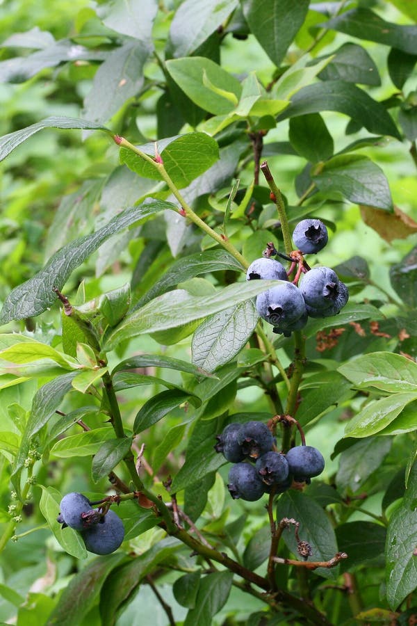 Blueberry stock image. Image of dessert, blueberry, bilberry - 43487973
