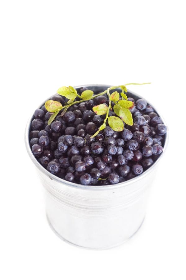 Blueberry in bucket stock image. Image of sweet, wild - 20475115