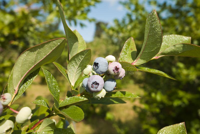 Blueberry Bunch stock image. Image of plant, food, field - 10194427