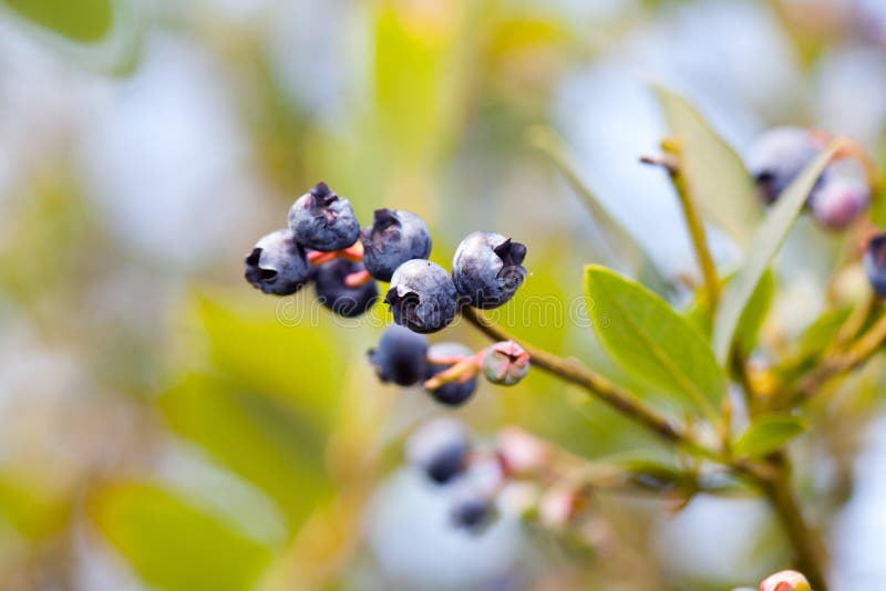 Blueberry bunch stock photo. Image of season, berry, vaccinium - 15225932