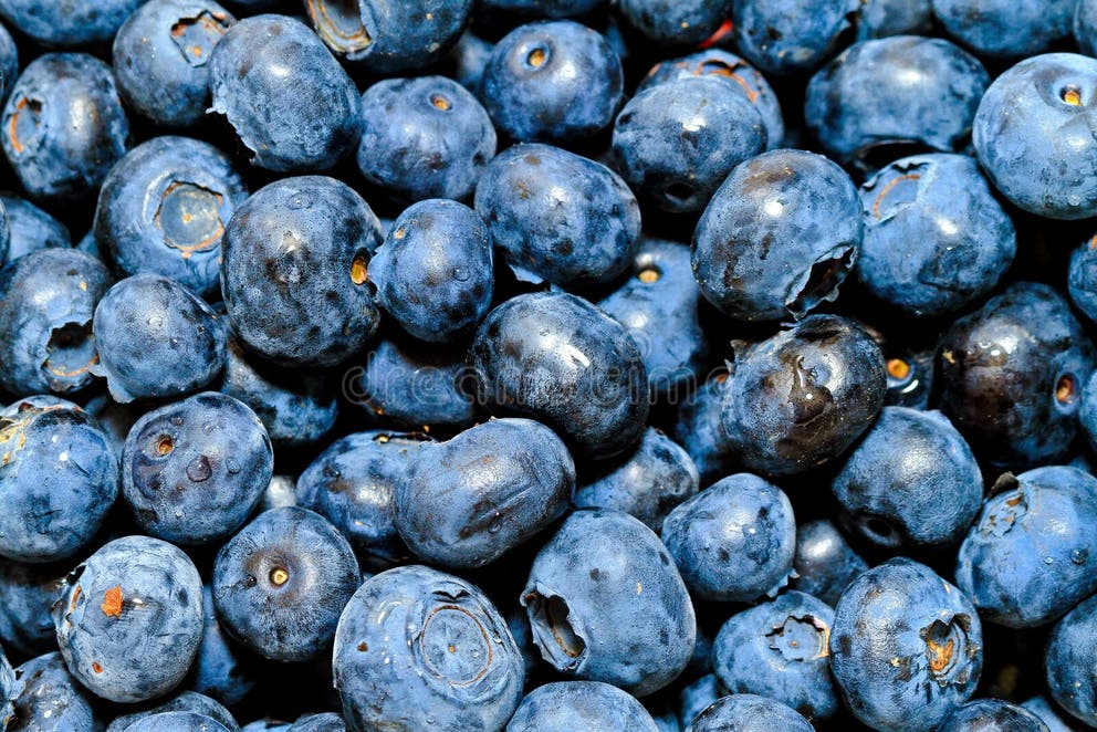 Blueberry bunch stock image. Image of sweet, natural - 18880781