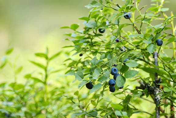 Blueberry bush stock image. Image of green, bush, wild - 10912571