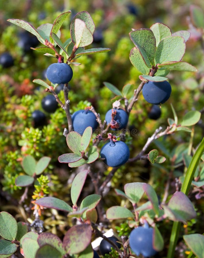 Blueberry bush stock photo. Image of natural, seasonal - 12055238
