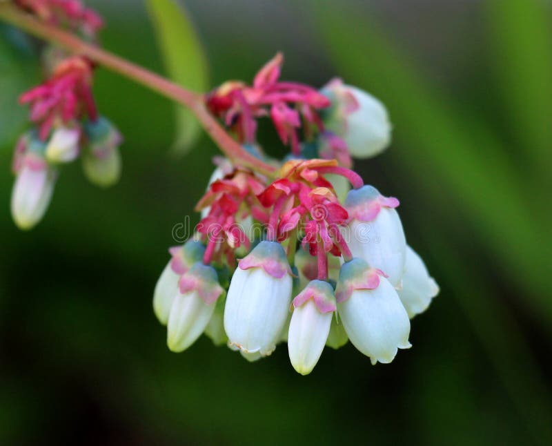 A Blueberry Bush Blooms in the Garden in Spring Stock Photo - Image of ...