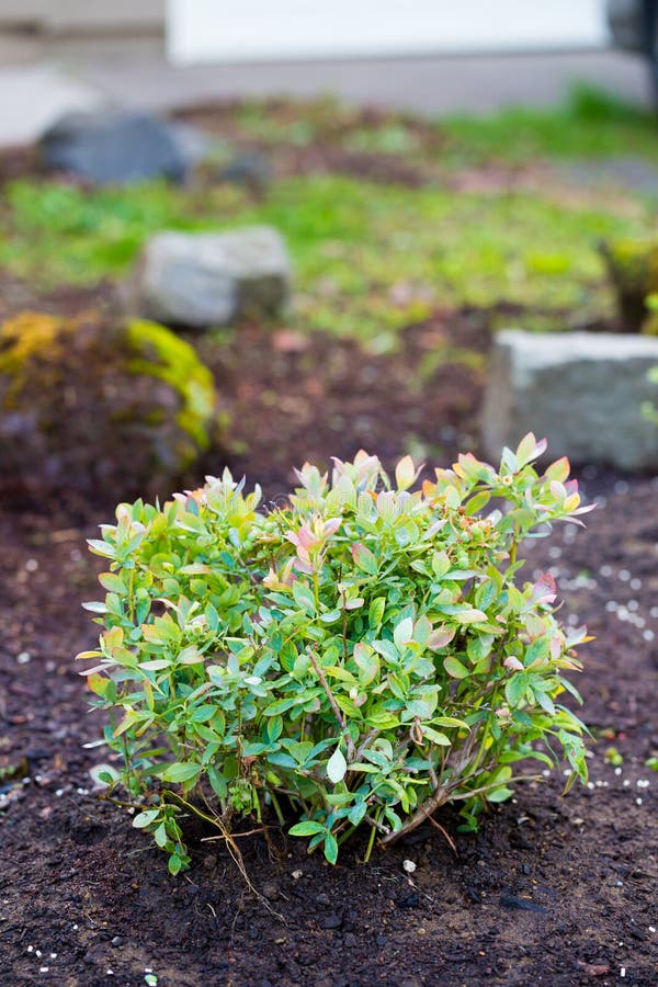 Blueberry Bush in Garden stock photo. Image of garden - 39792030
