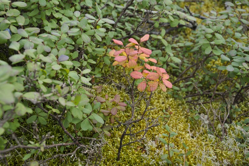 Blueberry Bush Partly Red Color in the Green Forest Stock Image - Image ...