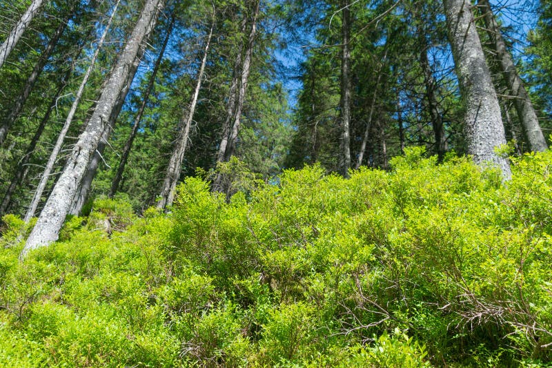 Blueberry Bushes in a Mountain Forest. Summer Landscape Stock Photo ...
