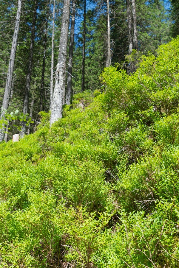 Blueberry Bushes in a Mountain Forest. Summer Landscape Stock Photo ...
