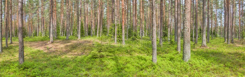 Blueberry Bushes in Pine Forest Panorama Stock Photo - Image of plants ...