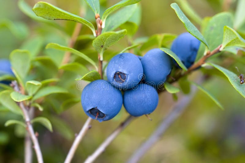 Blueberry close-up stock image. Image of countryside, organic - 2967303