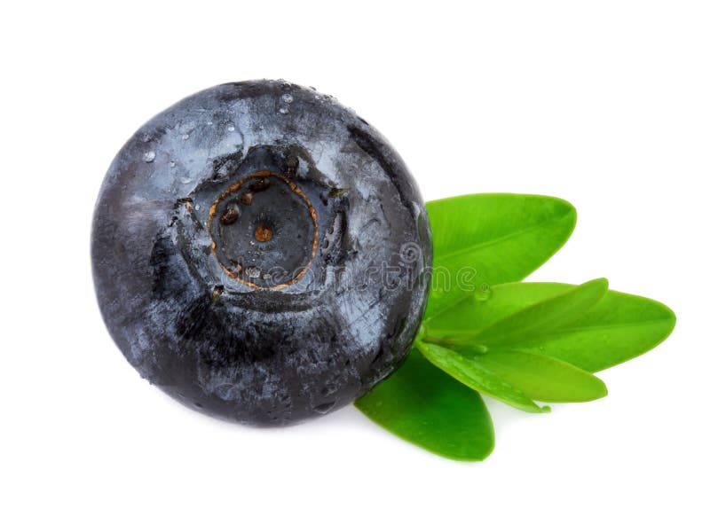 Blueberry Closeup. One Blueberry on White Stock Photo - Image of ...