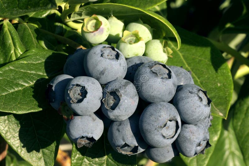 Blueberry Cluster, Field in Background Stock Image - Image of closeup ...