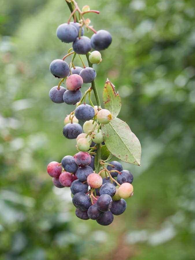 Blueberry Cluster on a Blueberry Bush Stock Photo - Image of fruit ...