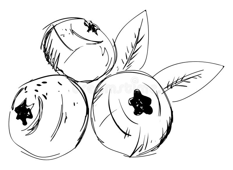 Blueberry Line Drawing Stock Illustrations – 1,252 Blueberry Line ...
