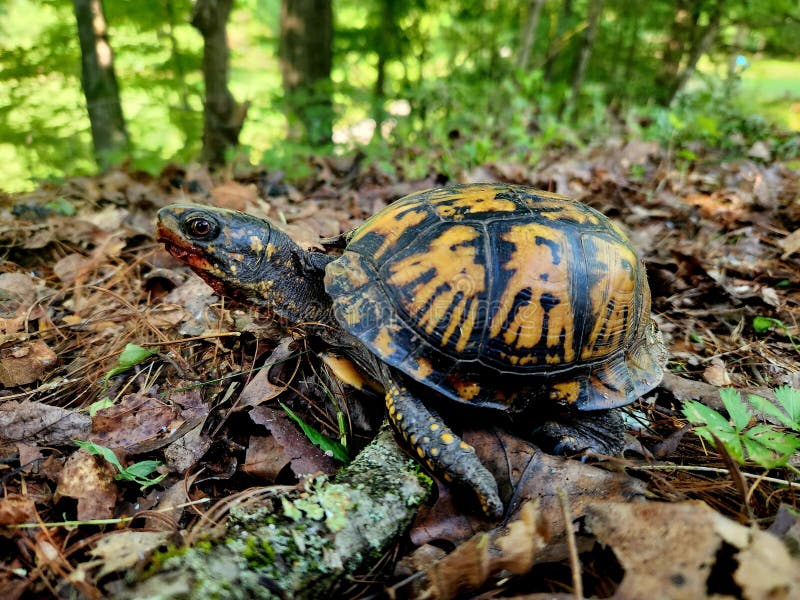 Blueberry Drooling Box Turtle Photo Stock Image - Image of nature ...