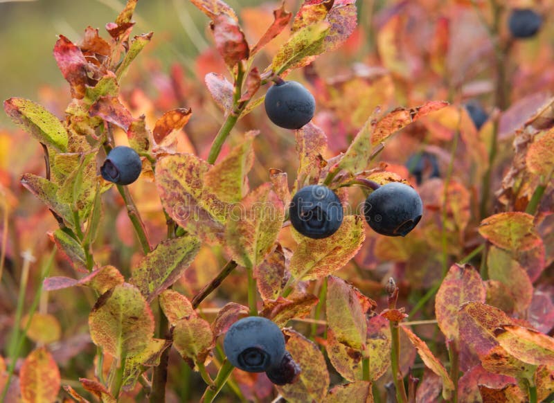 Blueberry in fall colors stock image. Image of redbrown - 230162957