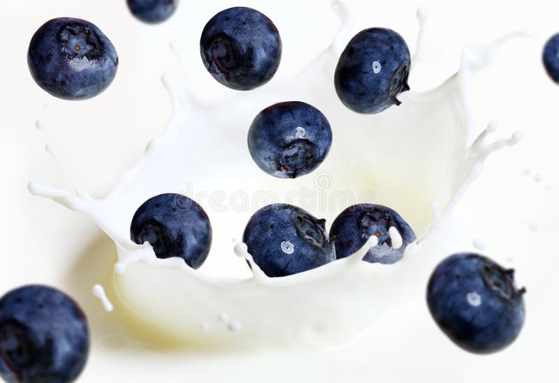 Blueberry Falling into Milk Splash Stock Image - Image of berry ...