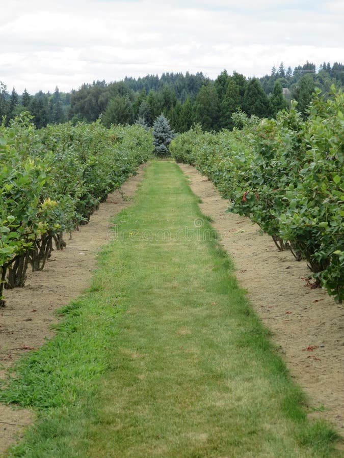 Blueberry farm stock photo. Image of scenery, vancouver - 42715562