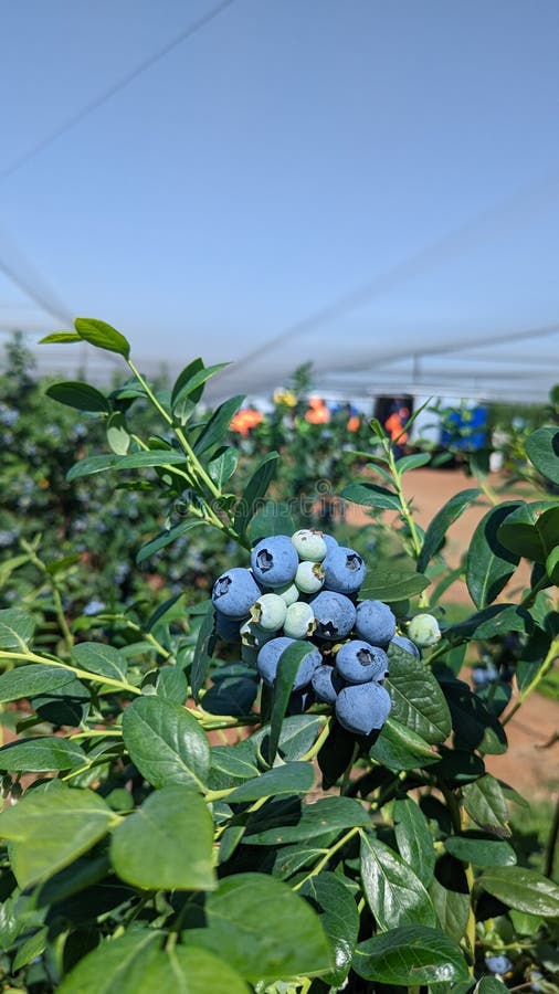 Blueberry farm shoot stock image. Image of bloom, farm - 266829073