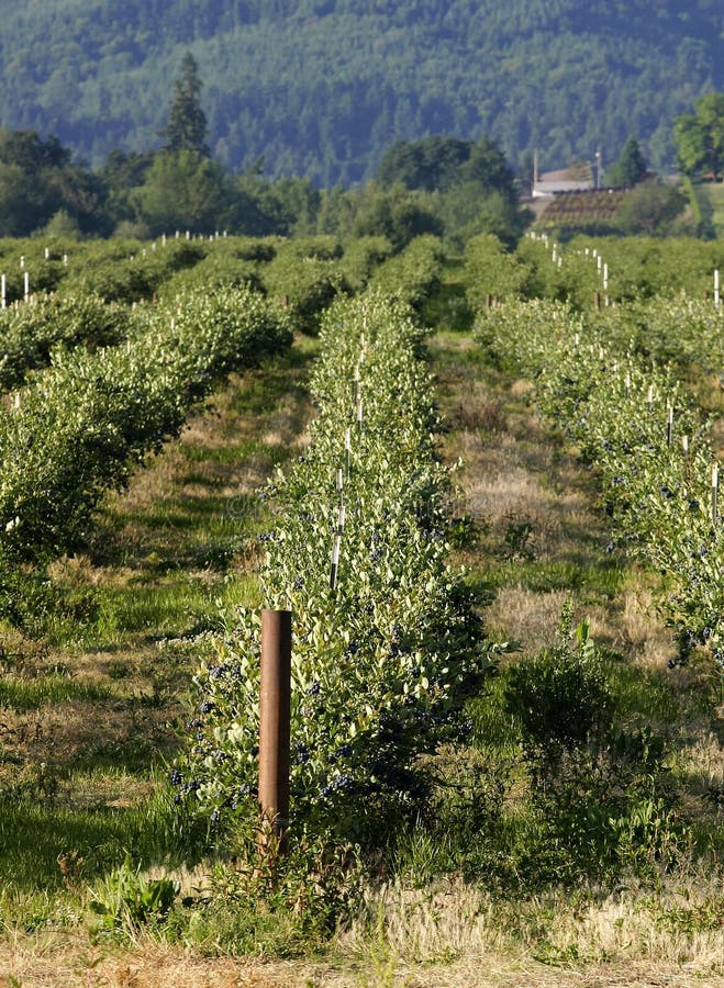 Blueberry Cluster, Field in Background Stock Image - Image of closeup ...