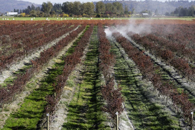 Blueberry Field in British Columbia Being Sprayed in the Spring Stock ...