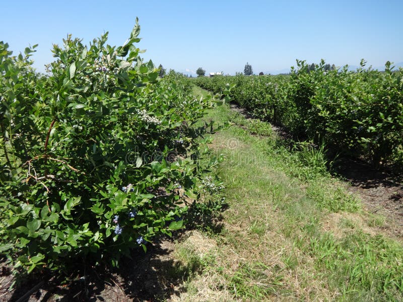 Blueberry field in summer stock image. Image of green - 102670537