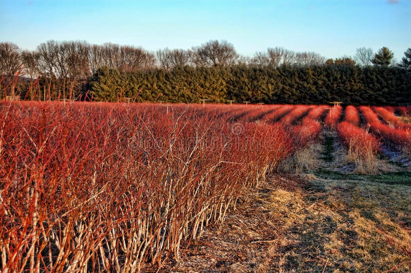 Blueberry Fields stock image. Image of england, connecticut - 17499057