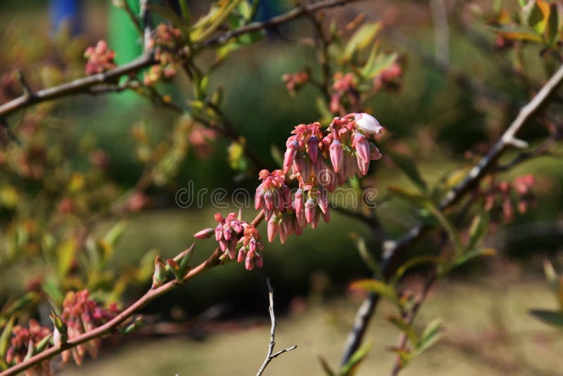 Blueberry stock image. Image of close, blossom, growing - 113713059