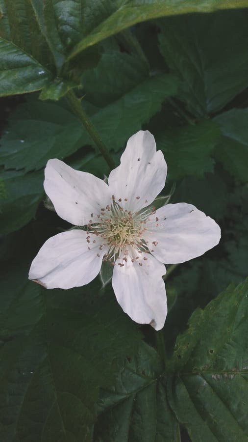 Blackberry flower stock image. Image of flowers, gardens - 103071307