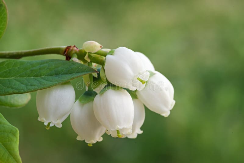 Blueberry Flowers stock photo. Image of cyanococcus - 115973588