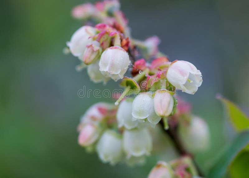 Blueberry Flowers and Dewy Spider Web Stock Image - Image of spring ...