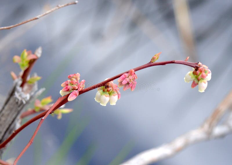 Blueberry Flowers stock photo. Image of spring, white - 146014728