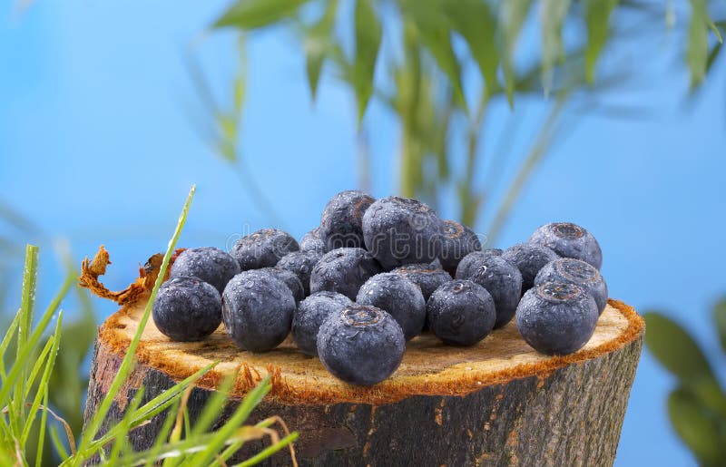Blueberry Forest Berry on a Beautiful Stump in the Forest Stock Photo ...
