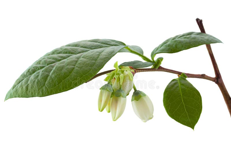 1,785 Blueberry Blossom Fruit Stock Photos - Free & Royalty-Free Stock ...