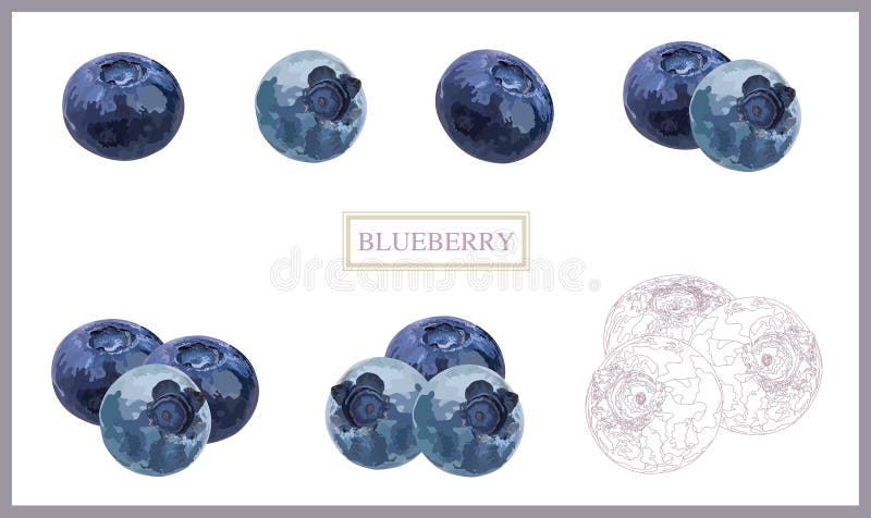 Blueberry Fruit Herb Vegetables Stock Illustration - Illustration of ...
