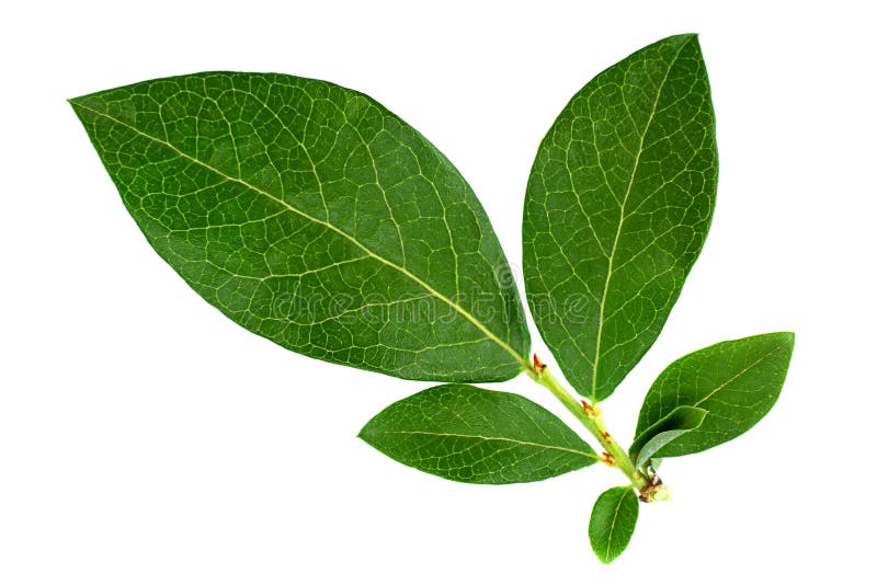 Blueberry fruit leaf stock photo. Image of health, plant - 151038736