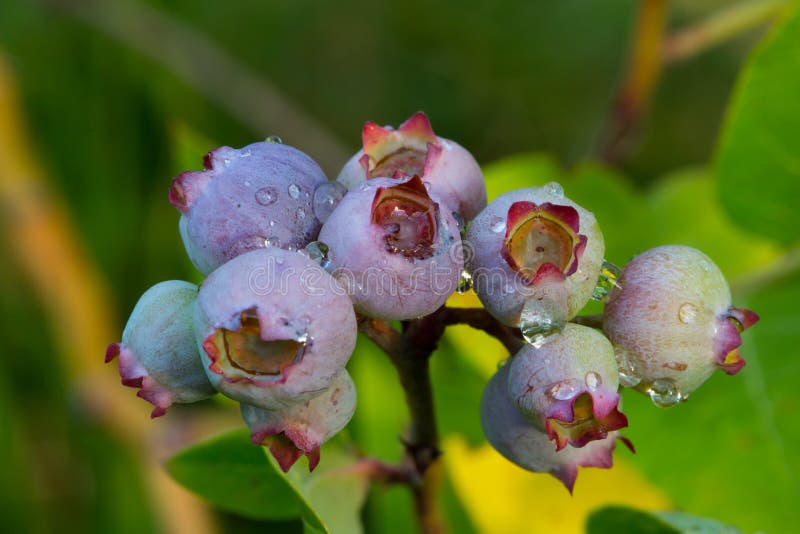 Blueberry Fruit (Vaccinium Myrtillus) Stock Image - Image of ...